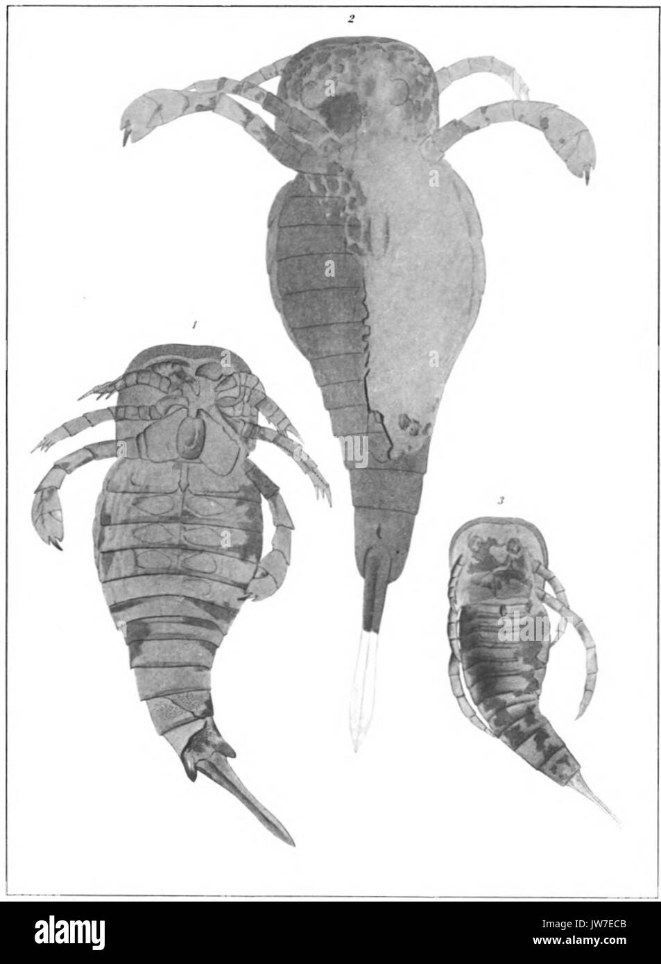 Plate 25 of Black and White Stock Photos & Images - Alamy