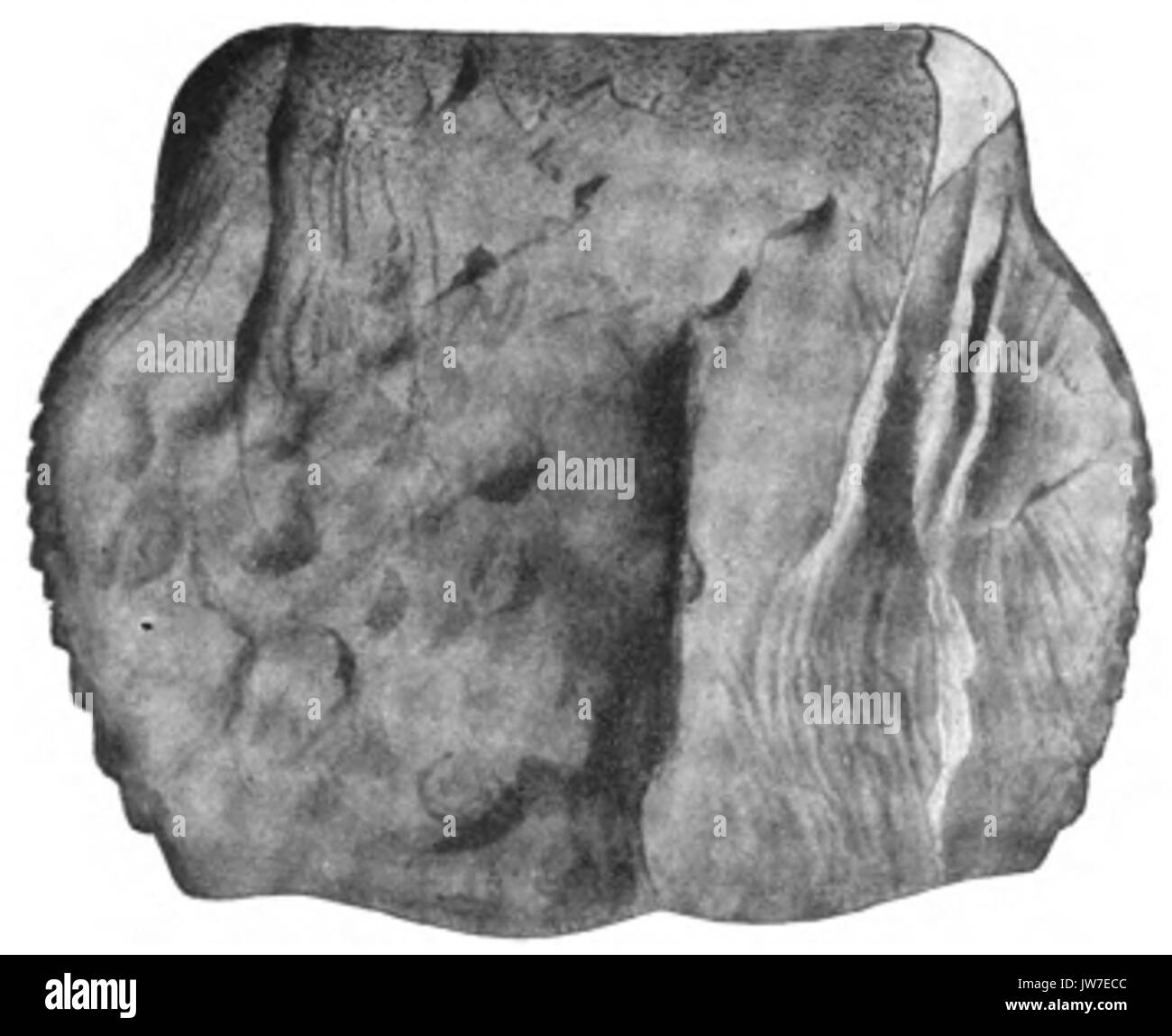 The Eurypterida of New York figure 75 Stock Photo - Alamy
