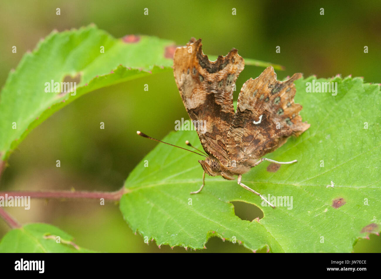 Underwing butterfly hi-res stock photography and images - Alamy