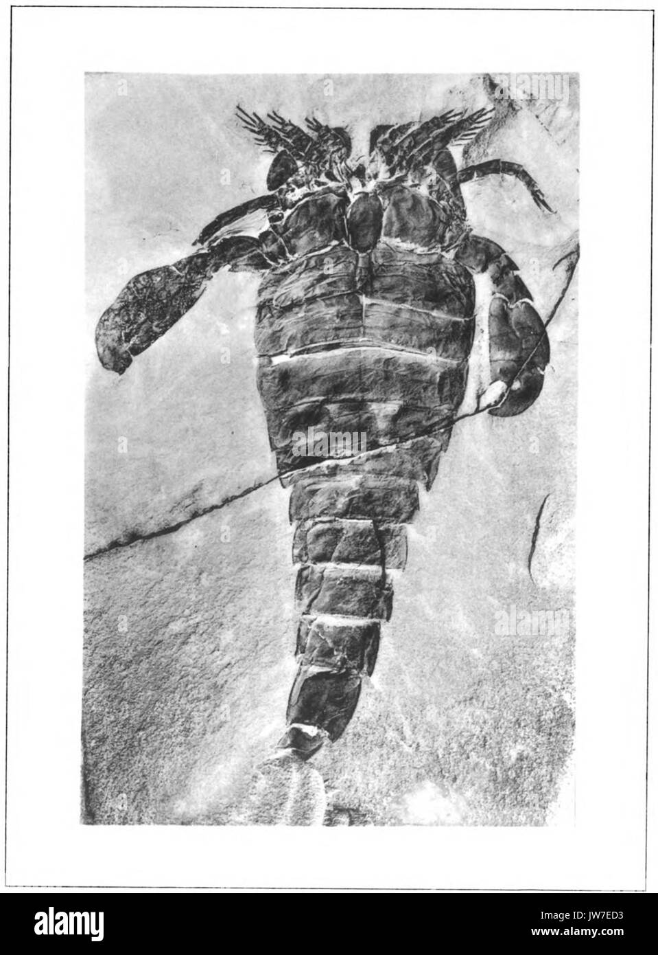 Plate 10 from 'The Eurypterida of New York' features an illustration of ...