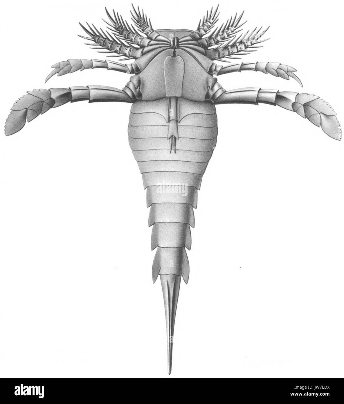 The Eurypterida of New York plate 41 Stock Photo - Alamy