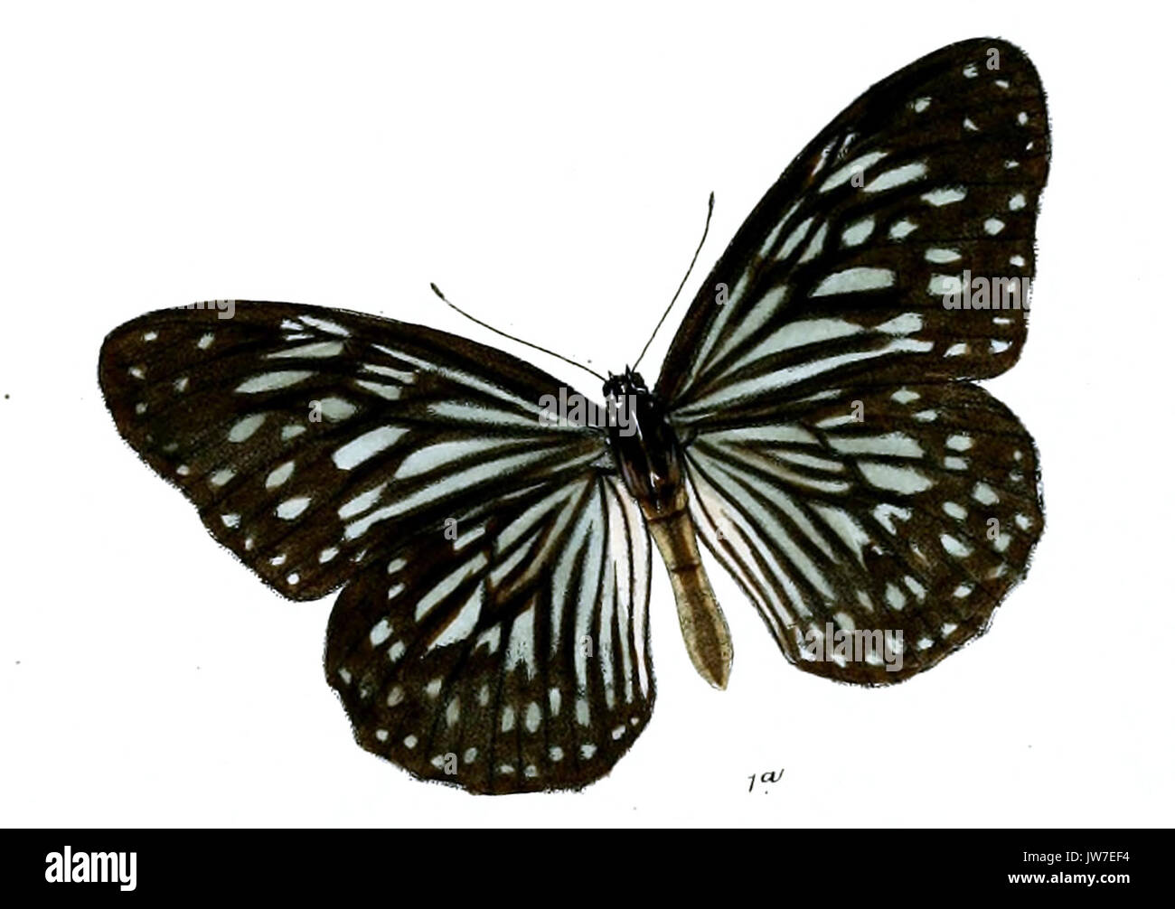 TirumalaGautamaF 7 1a Stock Photo - Alamy