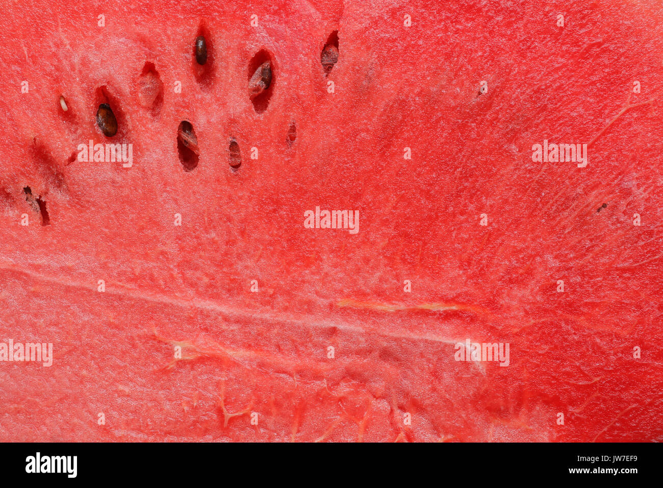 Watermelon Inside Texture