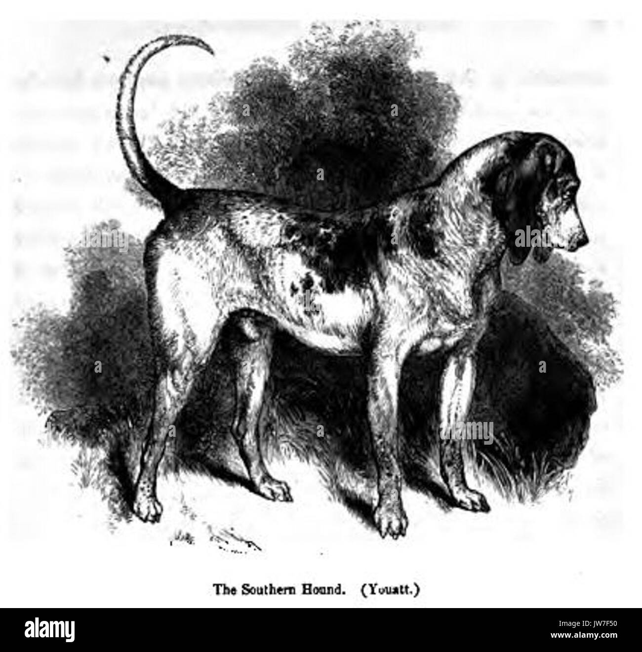 Working scent hound breeds hi-res stock photography and images - Alamy