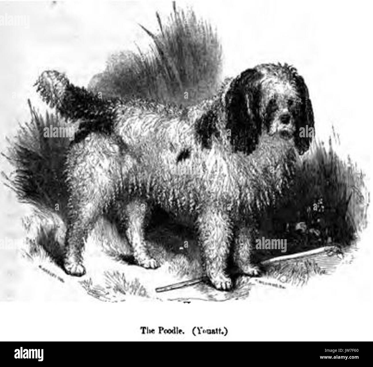 Poodle ancient hi-res stock photography and images - Alamy