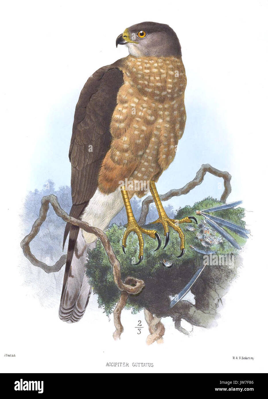 Spotted hawk hi-res stock photography and images - Alamy