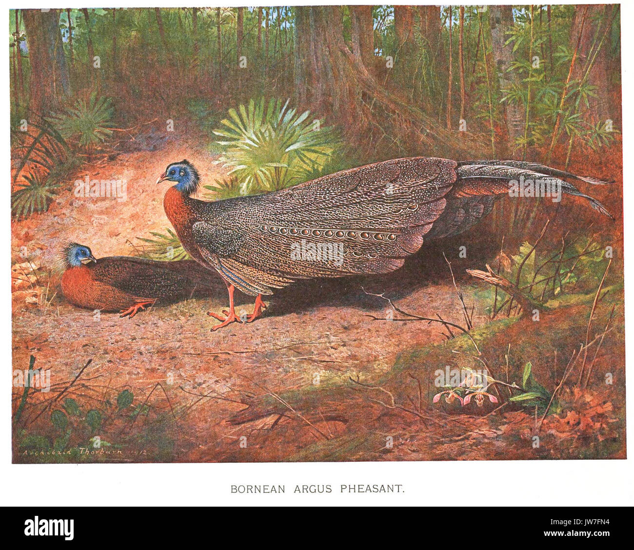 Illustrations argus hi-res stock photography and images - Alamy