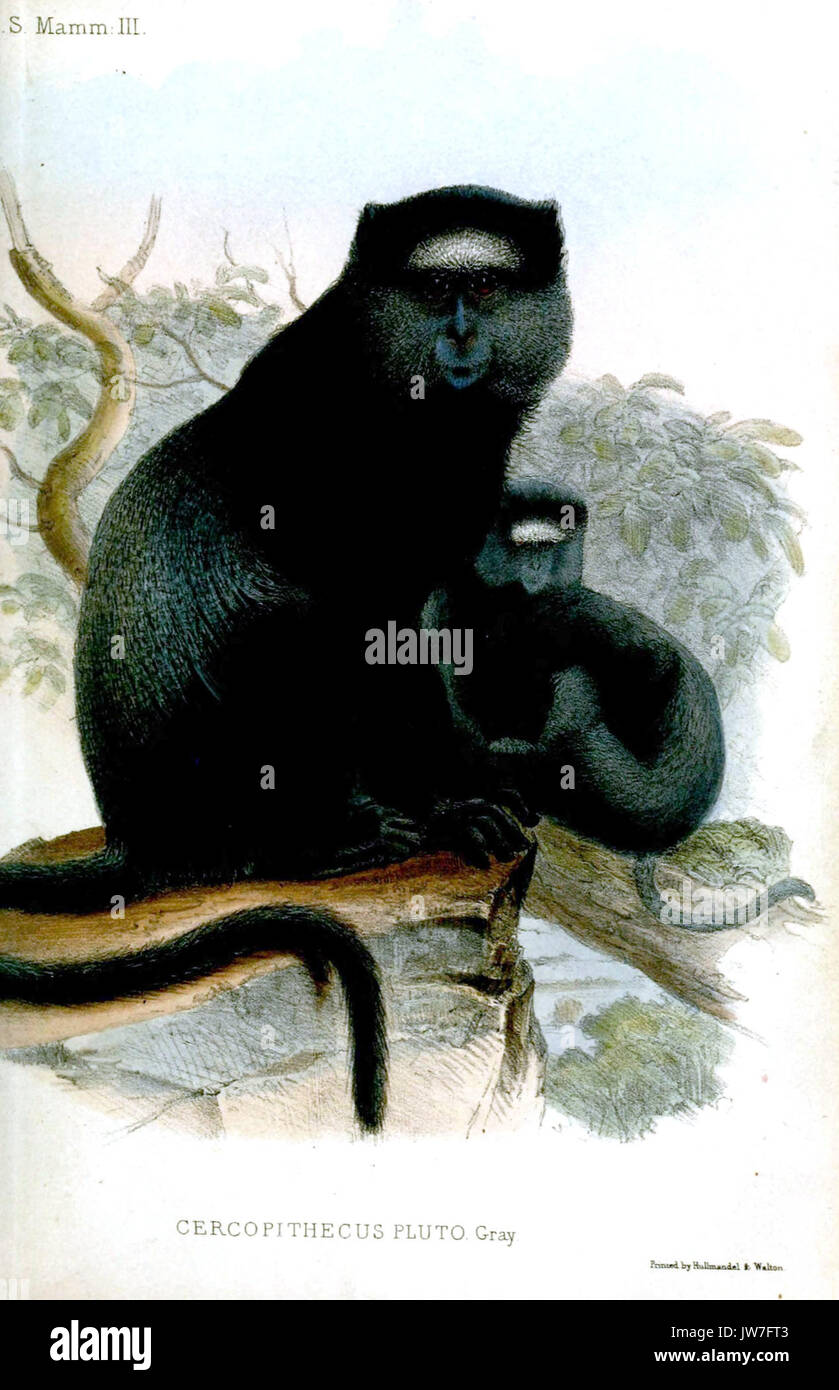 Pluto monkey hi-res stock photography and images - Alamy