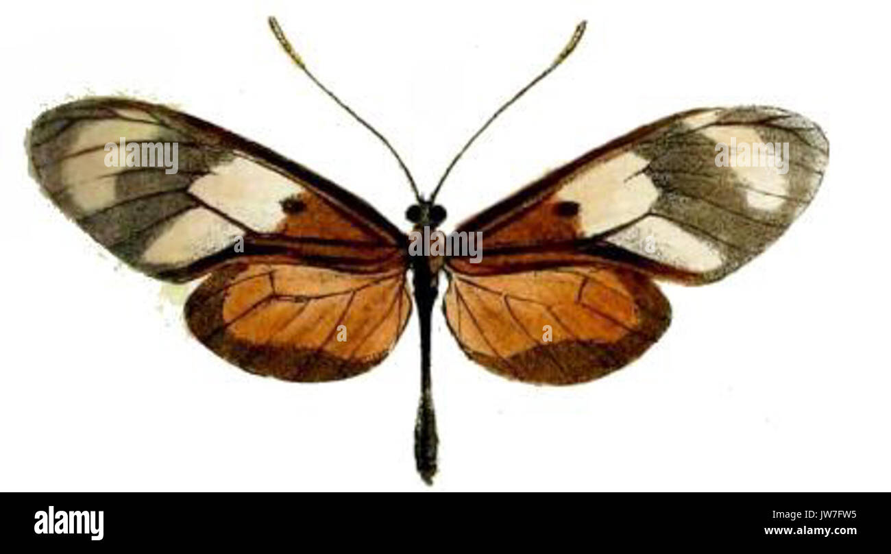 Callithomia lenea agrippina Stock Photo - Alamy