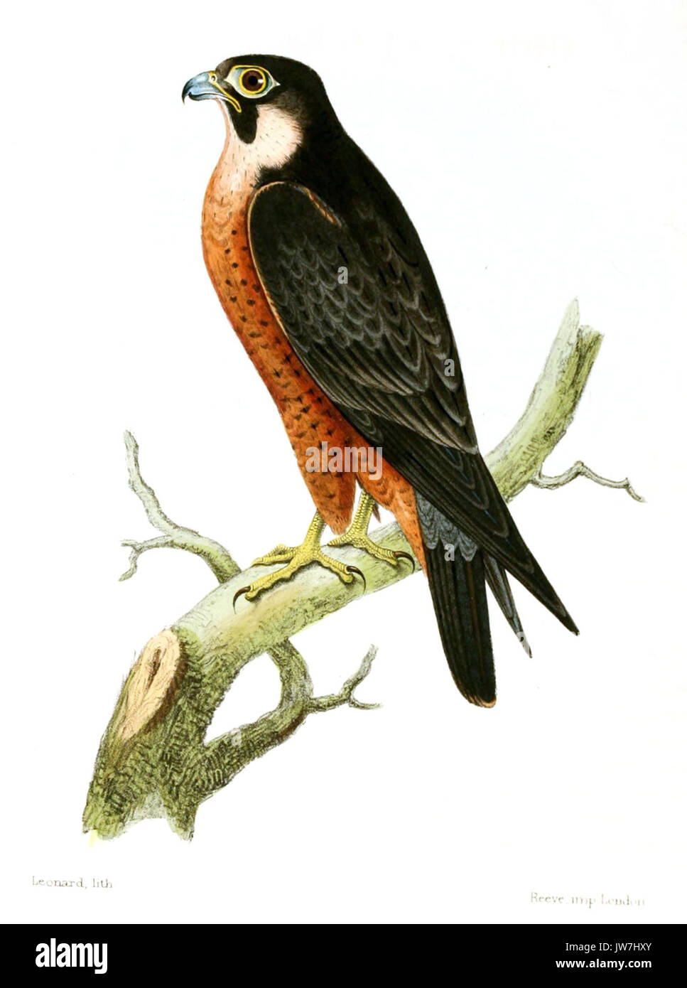 Peregrine falco Cut Out Stock Images & Pictures - Alamy