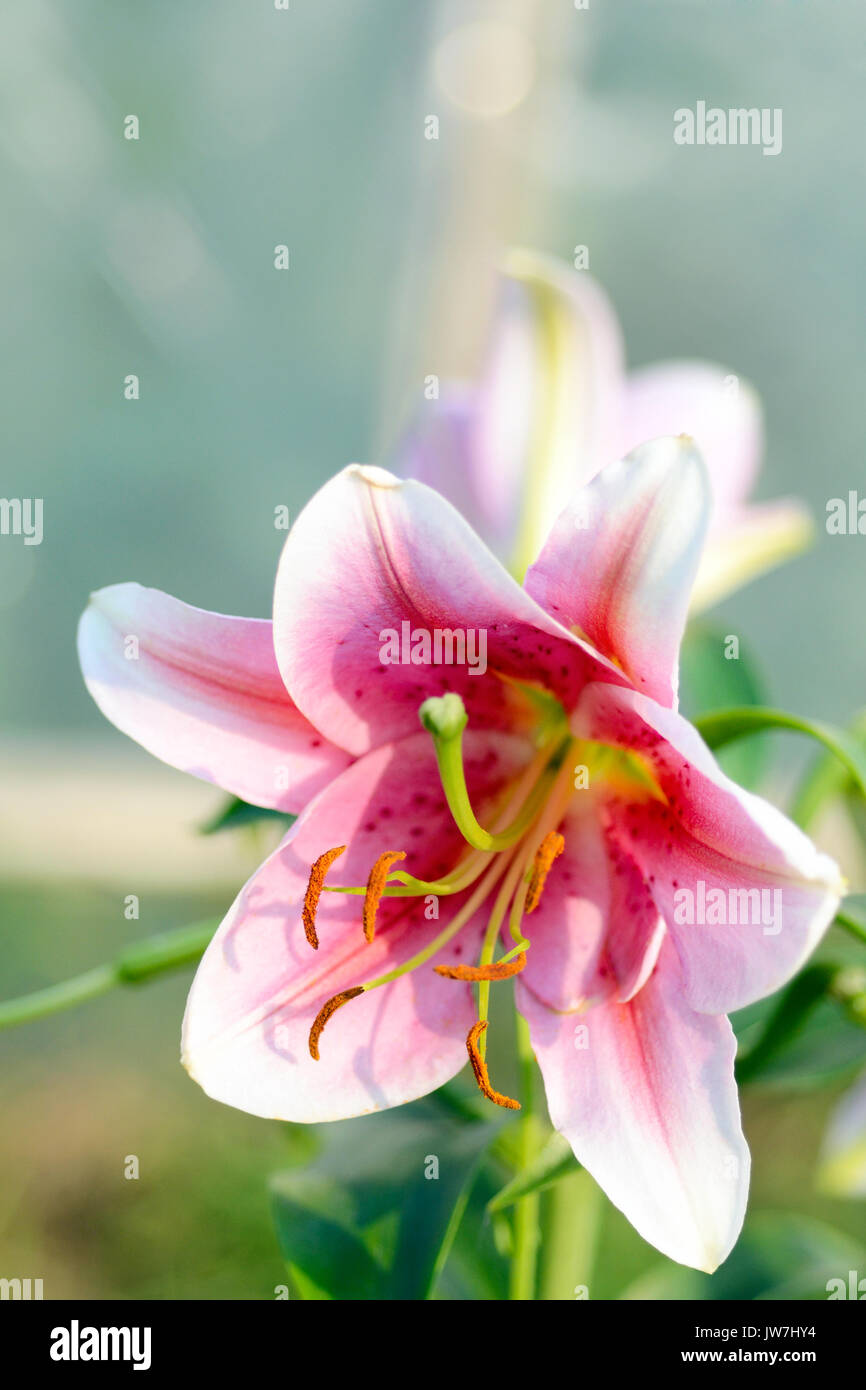 Lilly flower garden hi-res stock photography and images - Alamy