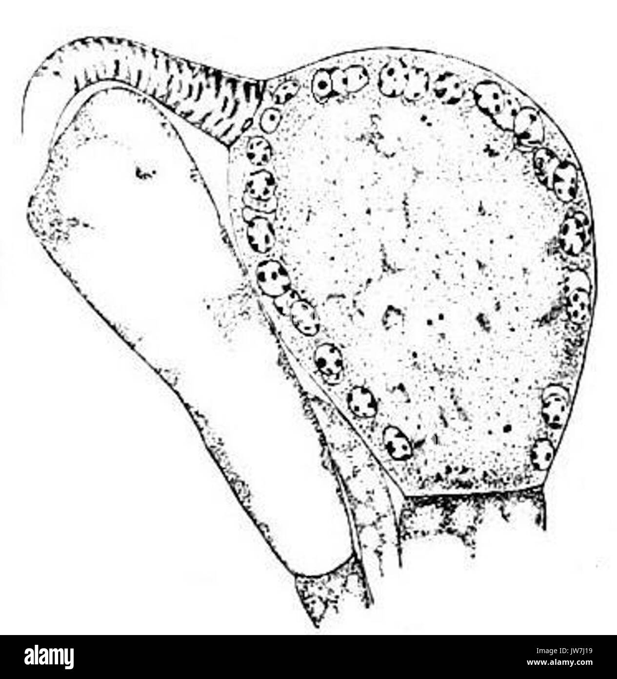 Organic fungi growth Black and White Stock Photos & Images - Alamy