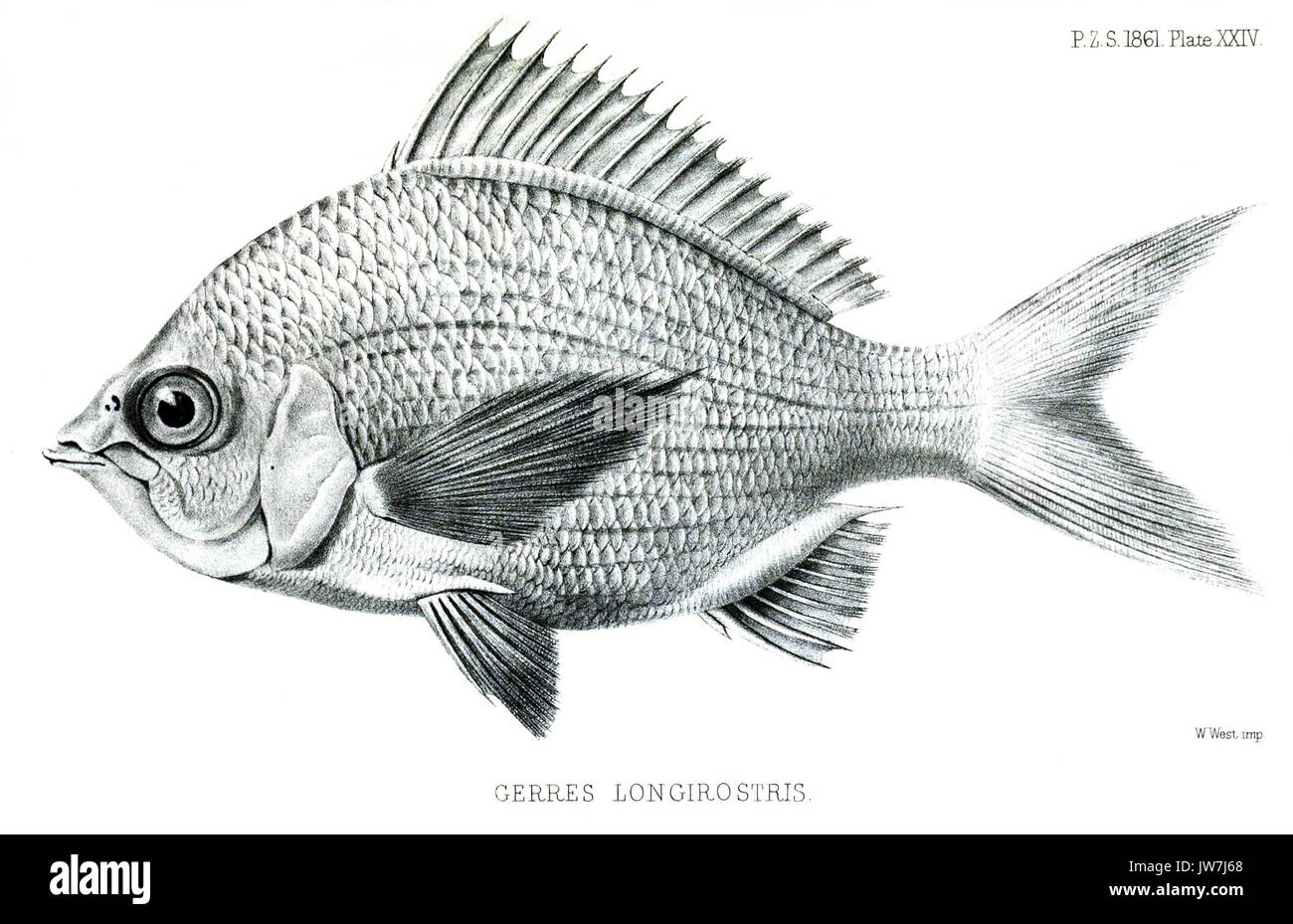 Jenny fish hi-res stock photography and images - Alamy