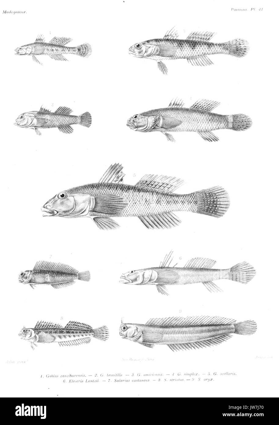 Fish research history Black and White Stock Photos & Images - Alamy