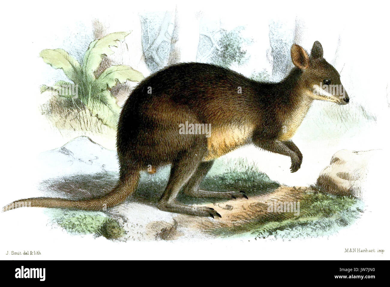 Marsupial identification hi-res stock photography and images - Alamy
