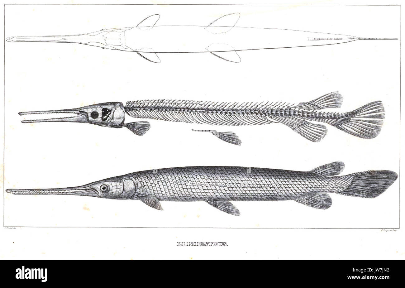 Gars scales hi-res stock photography and images - Alamy