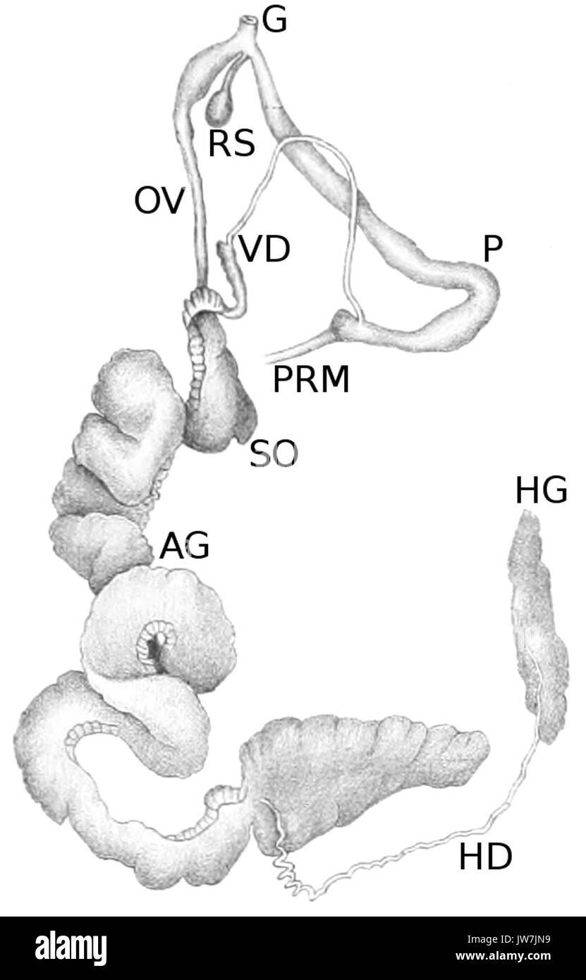 Limax maximus reproductive system Stock Photo - Alamy