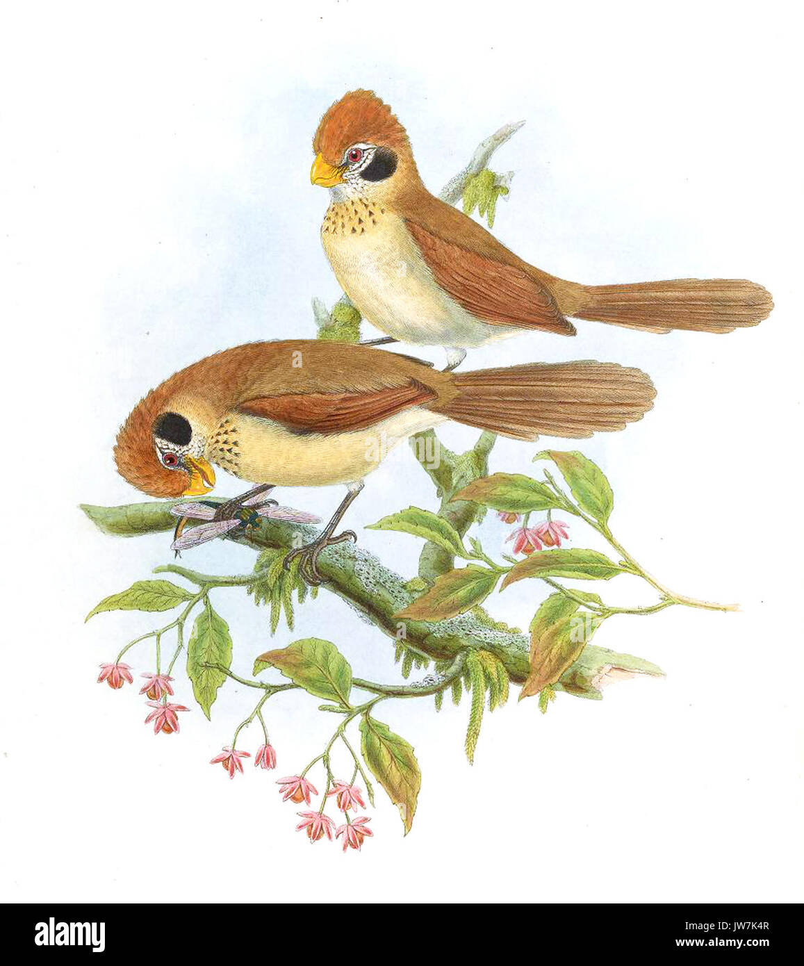 Paradoxornis hi-res stock photography and images - Alamy