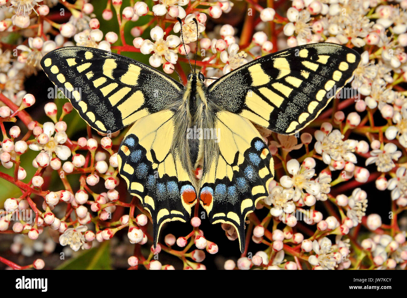 English Swallowtail Butterfly (Papilio machaon britannicus Stock Photo ...