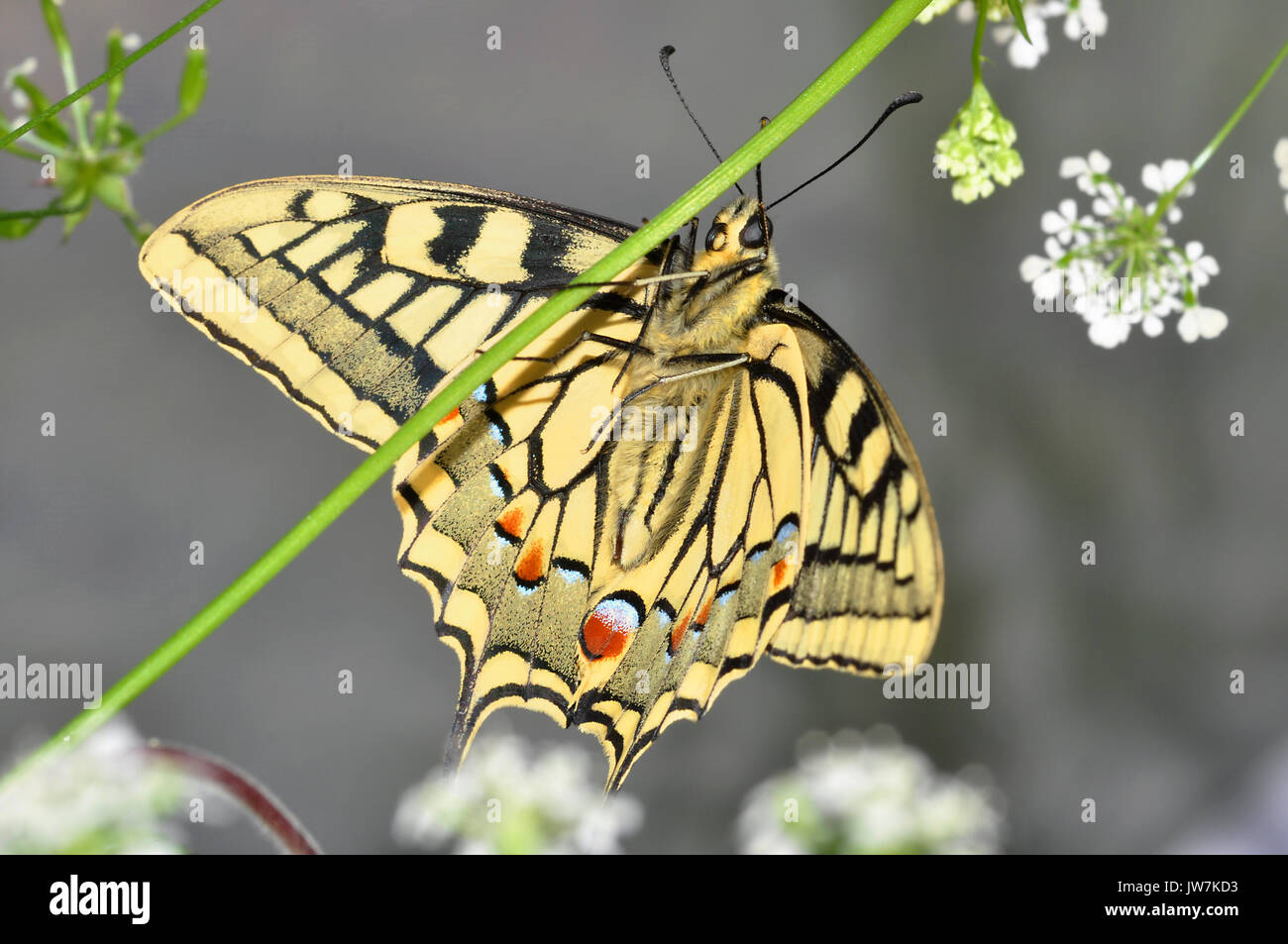 English Swallowtail Butterfly (Papilio machaon britannicus Stock Photo ...