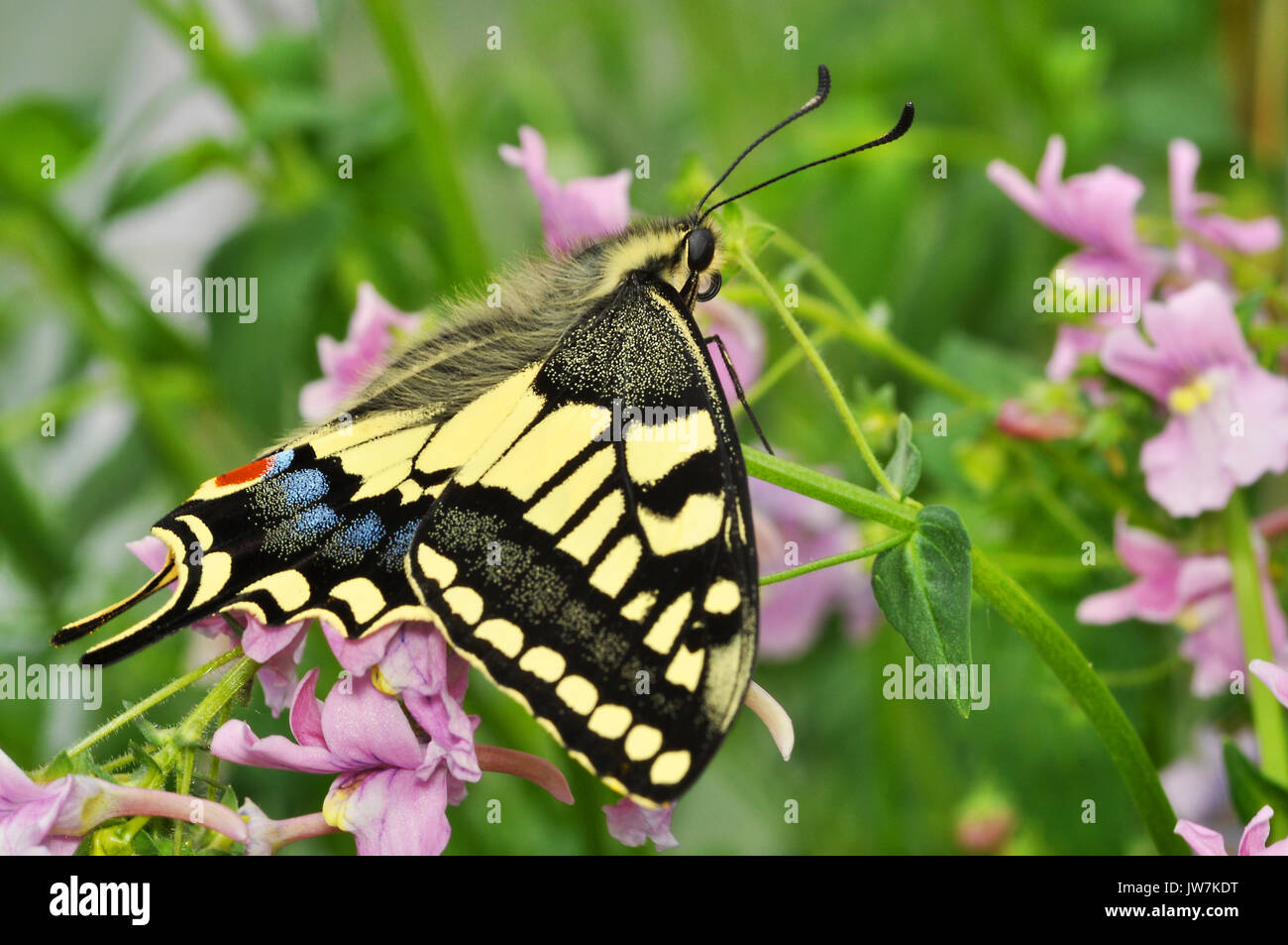 English Swallowtail Butterfly (Papilio machaon britannicus Stock Photo ...