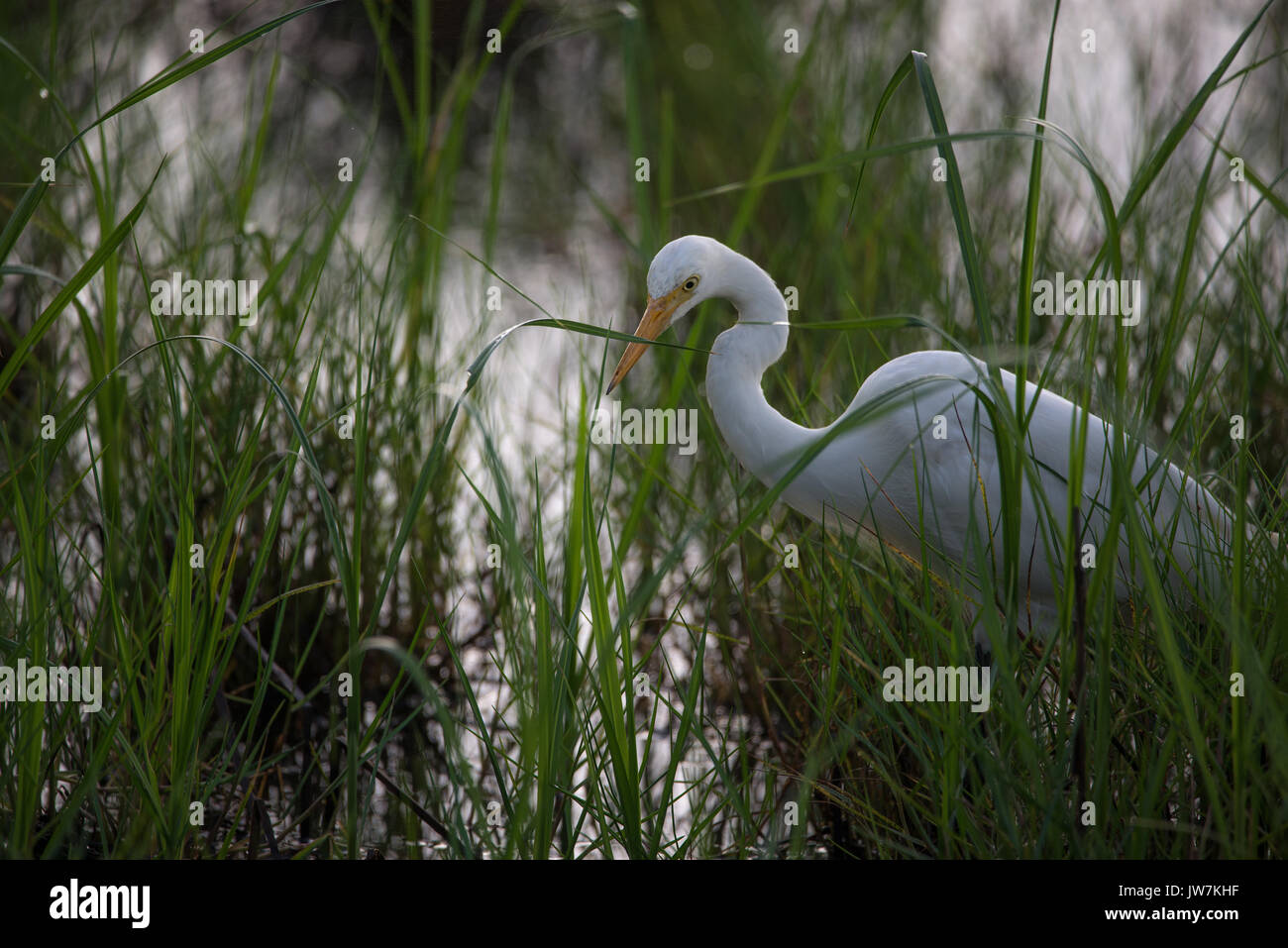 Great Egret Bird Close Up shot while hunting in a paddy field Stock ...