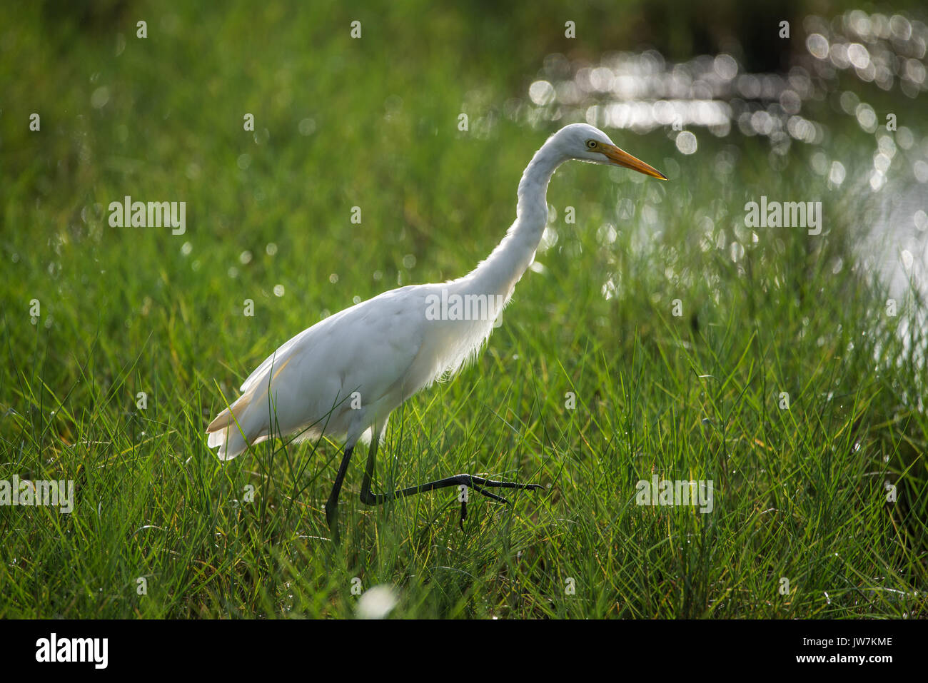 Backlit great egret hi-res stock photography and images - Alamy