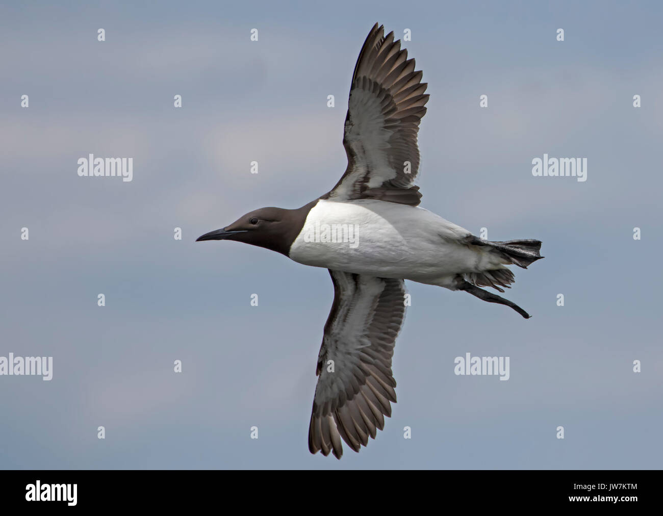 Guillemot in Flight Stock Photo - Alamy