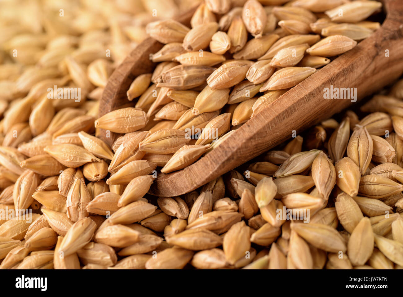 Barley grains hi-res stock photography and images - Alamy