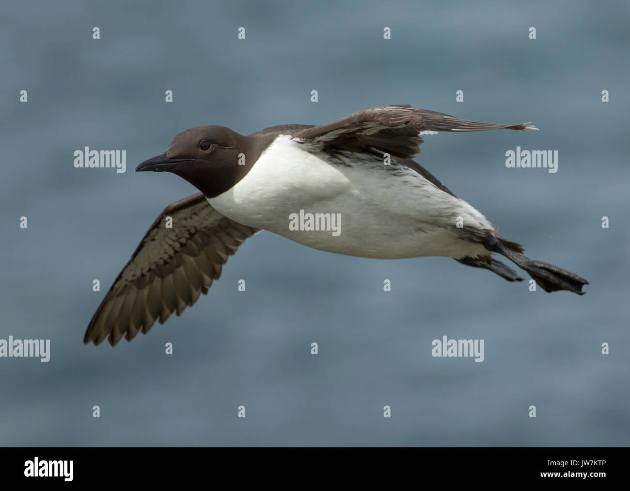 Guillemot in Flight Stock Photo - Alamy