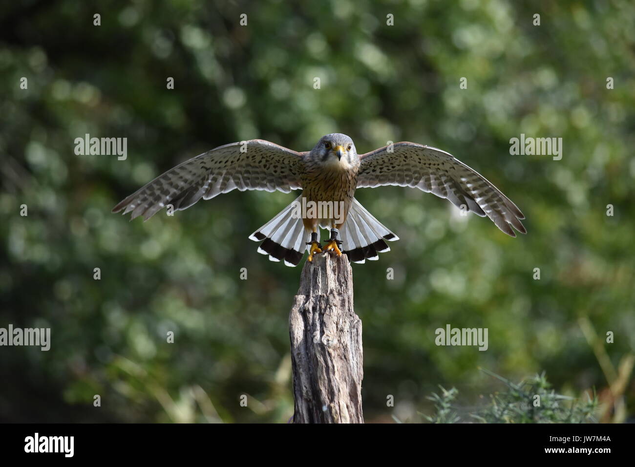 Kestrel taking off from perch New Forest Hampshire UK Stock Photo - Alamy