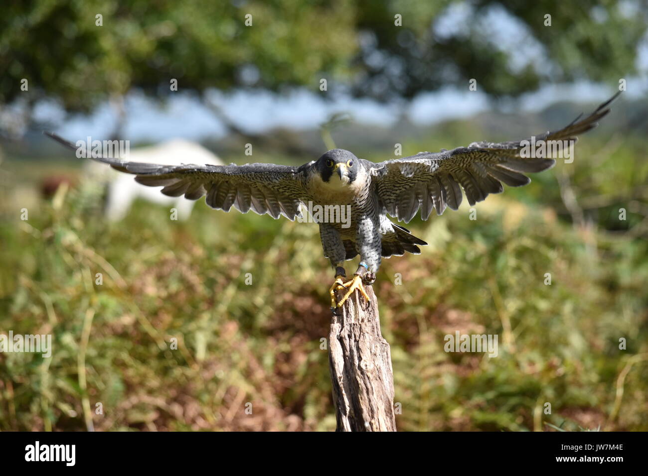 Peregrine falcon landing hi-res stock photography and images - Alamy