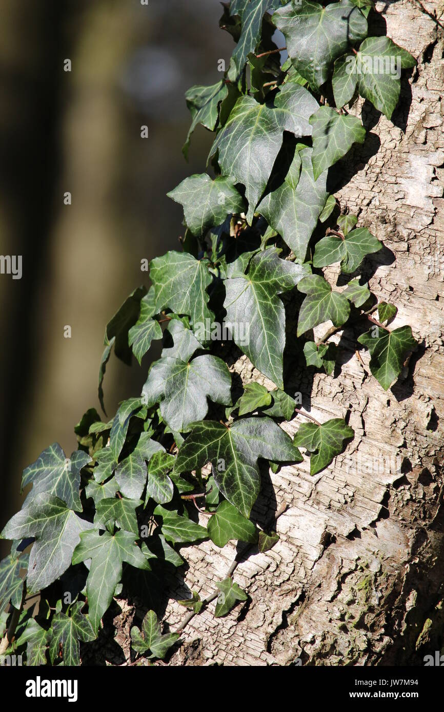 Ivy on the tree hi-res stock photography and images - Alamy