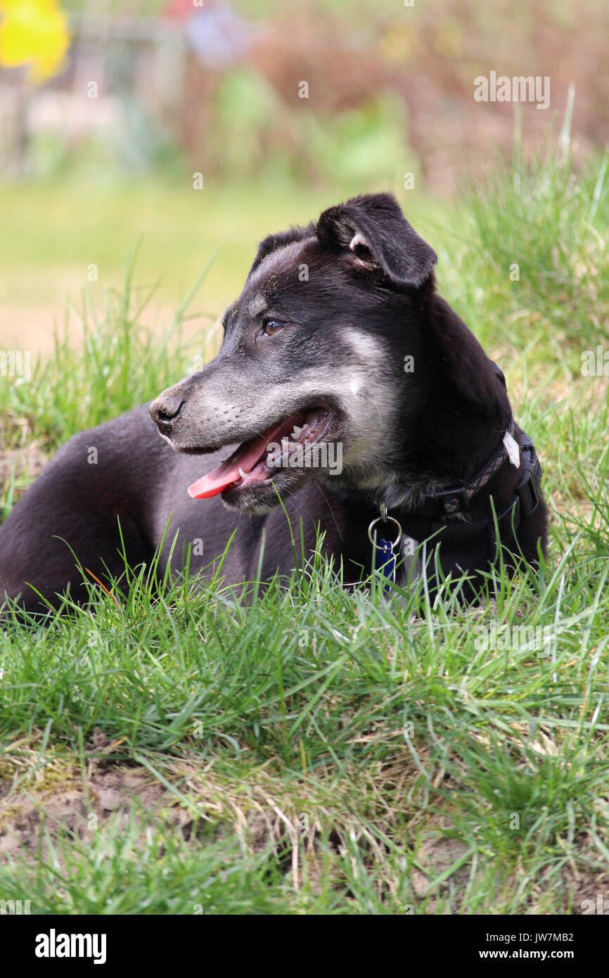 Lies in the gras hi-res stock photography and images - Alamy