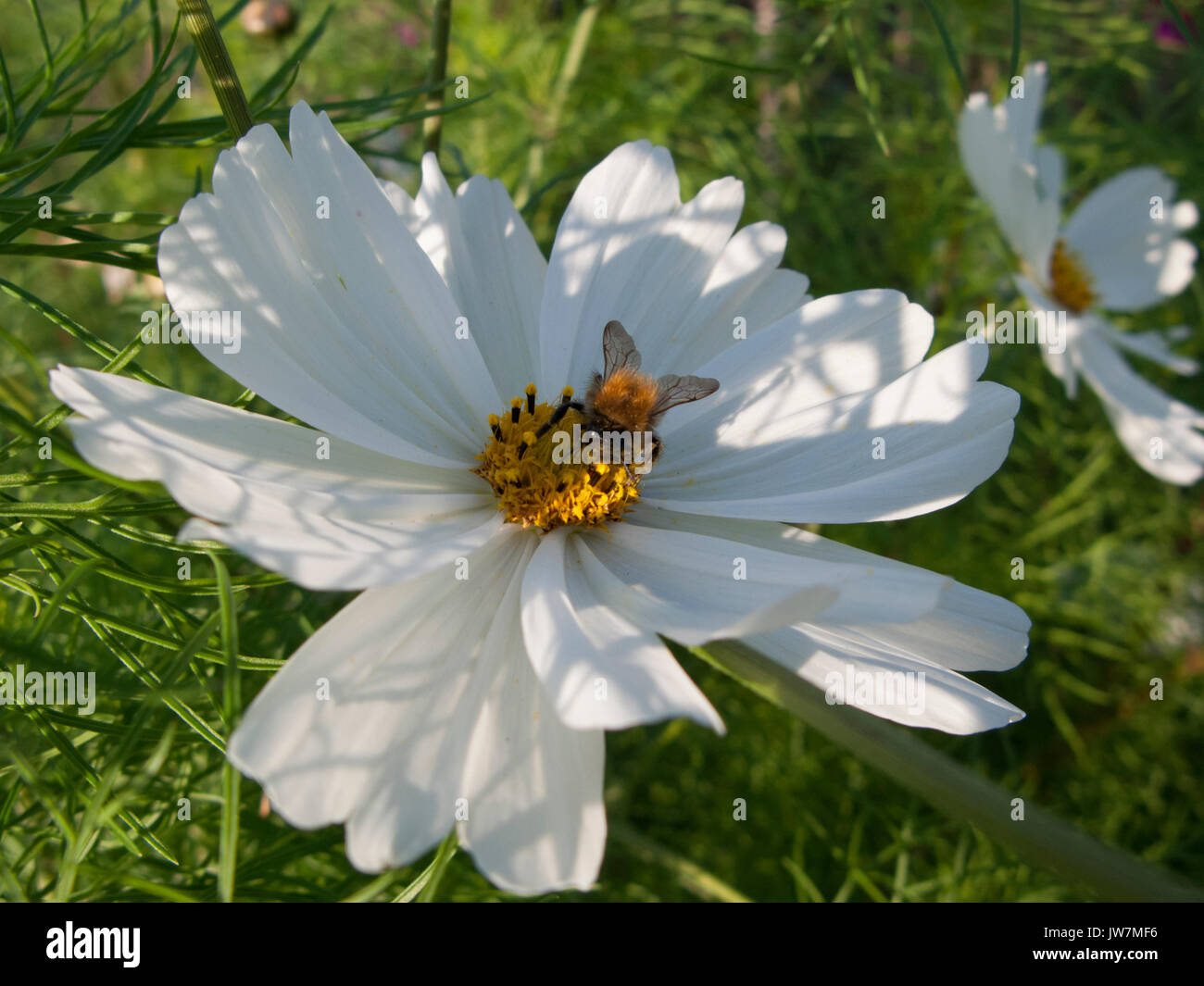 Flower being pollinated hi-res stock photography and images - Alamy