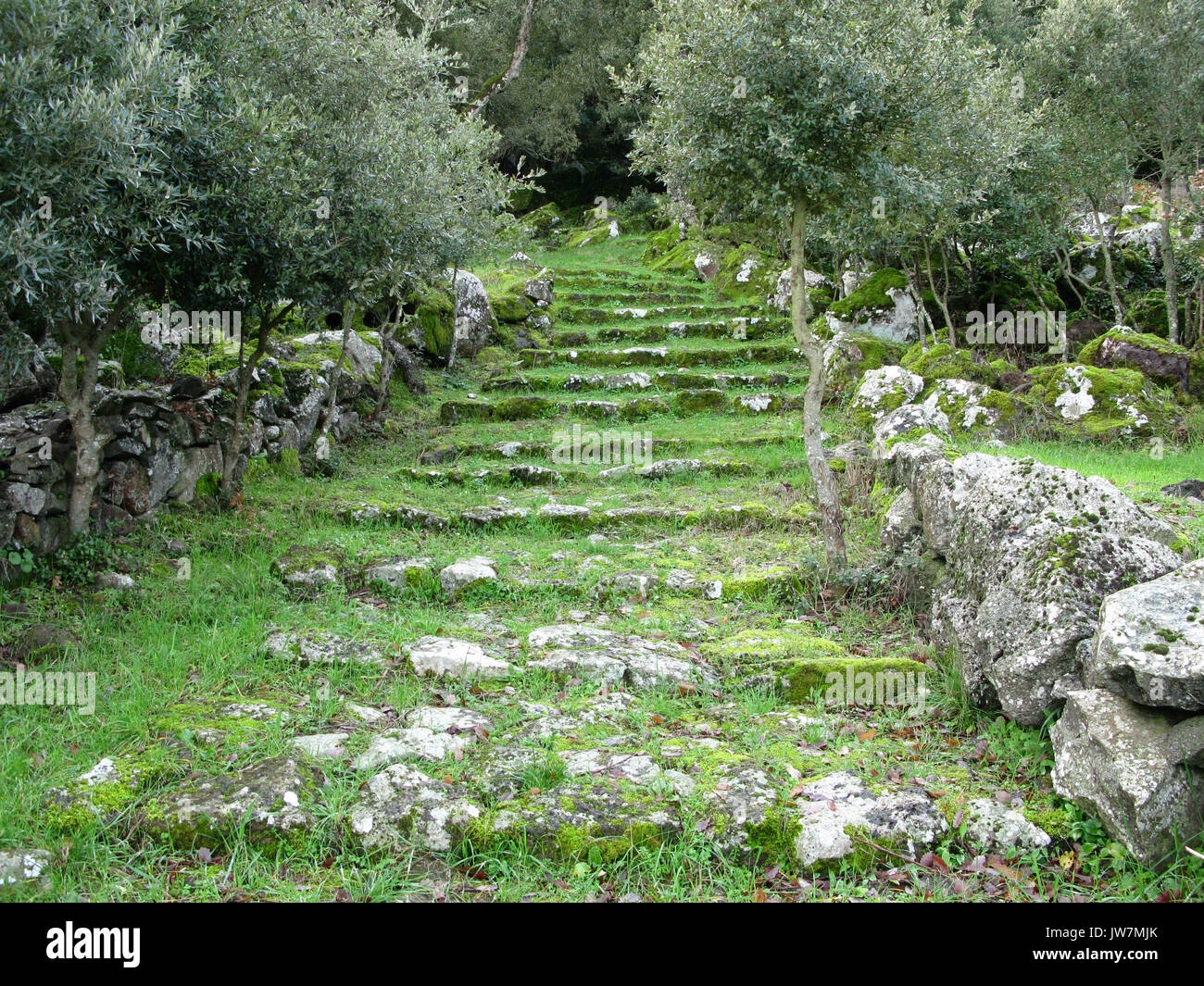 Rock steps covered with moss in the woods Stock Photo - Alamy