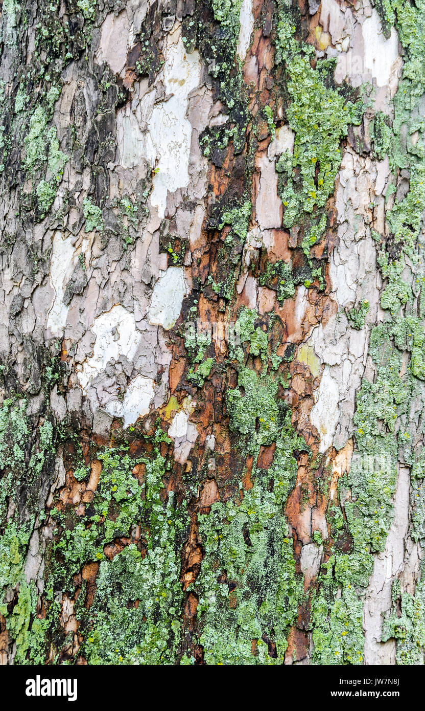 Green tree bark texture, close up background Stock Photo - Alamy