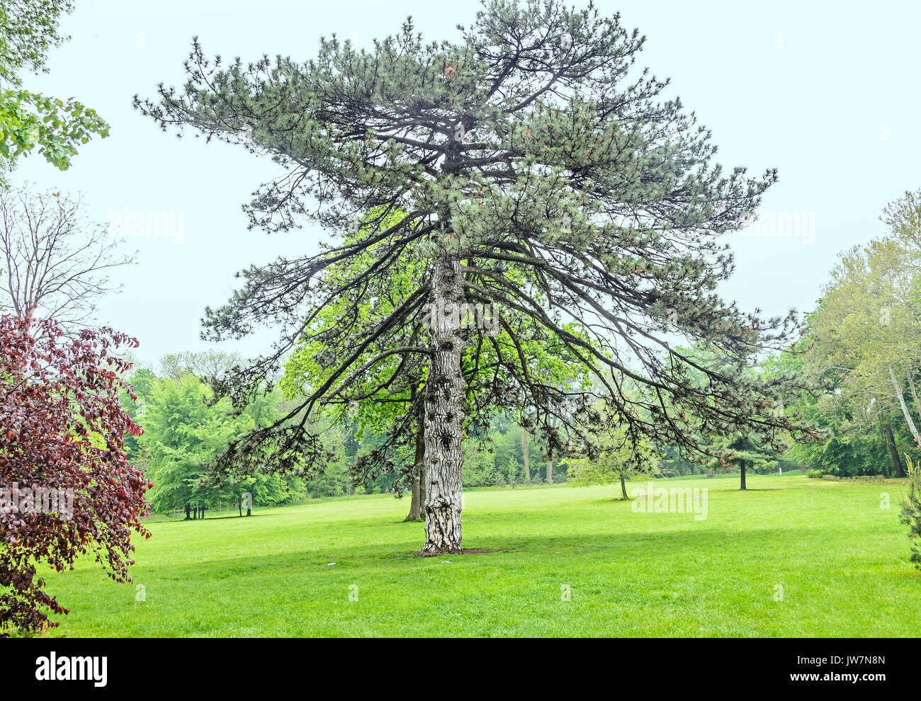 Big old tree with spread branches, blue clouds sky, close up Stock ...