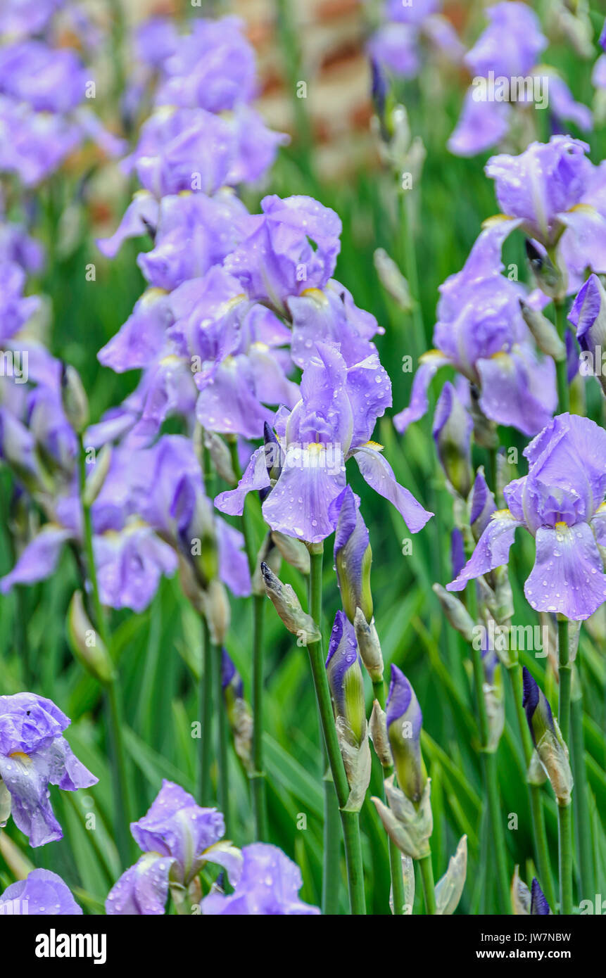 Bunch of mauve violet iris flowers, green stem garden, close up outdoor ...