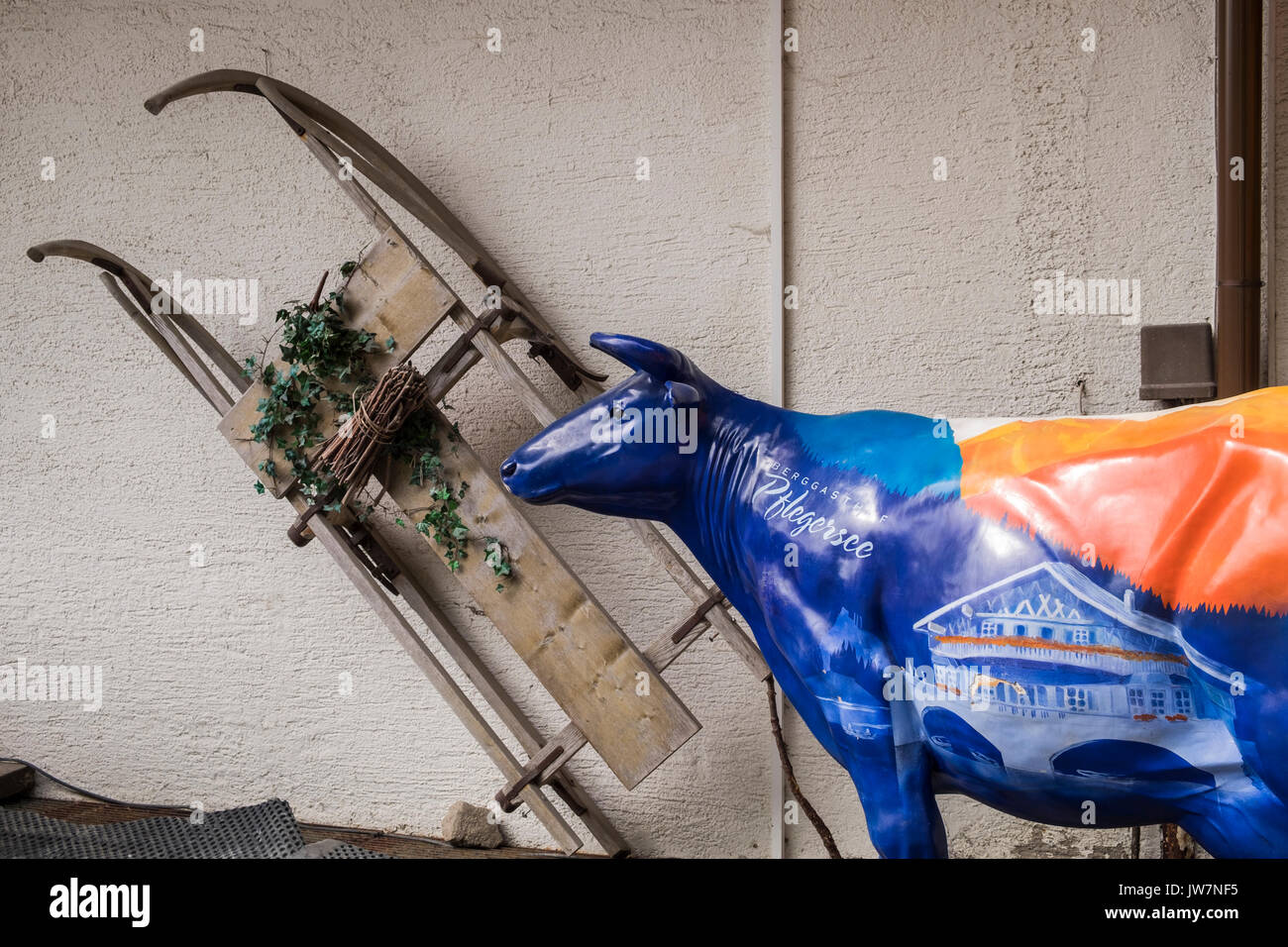 Painted lifesize model cow and snow sled at the Gasthof Pflegersee near ...