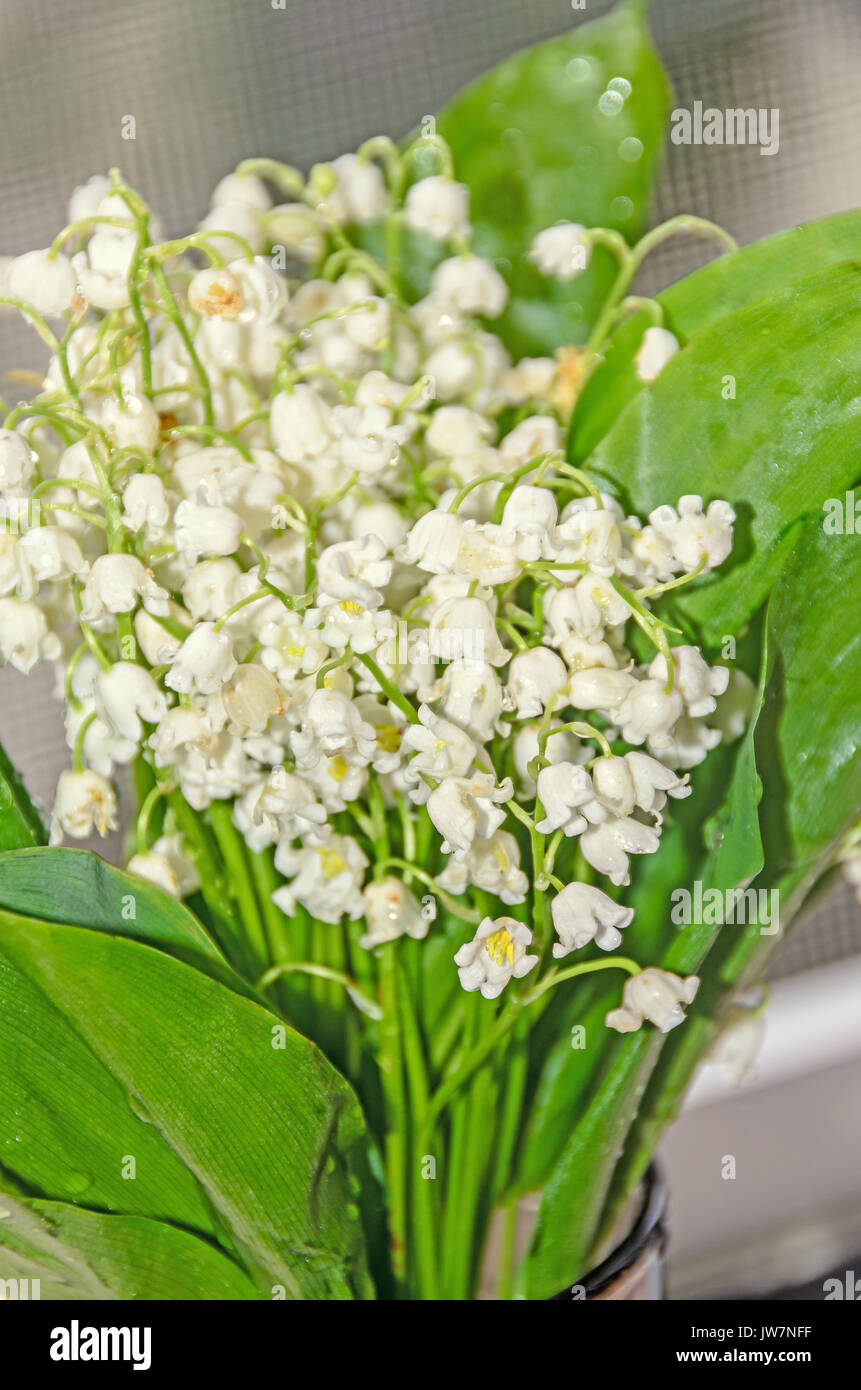 Close up plant flower convallaria hi-res stock photography and images ...