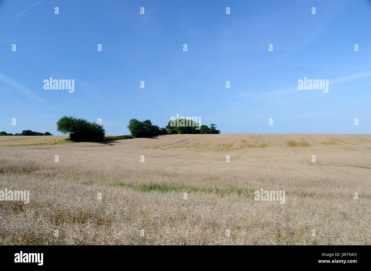 Landscape with wheat field and hedge Stock Photo - Alamy