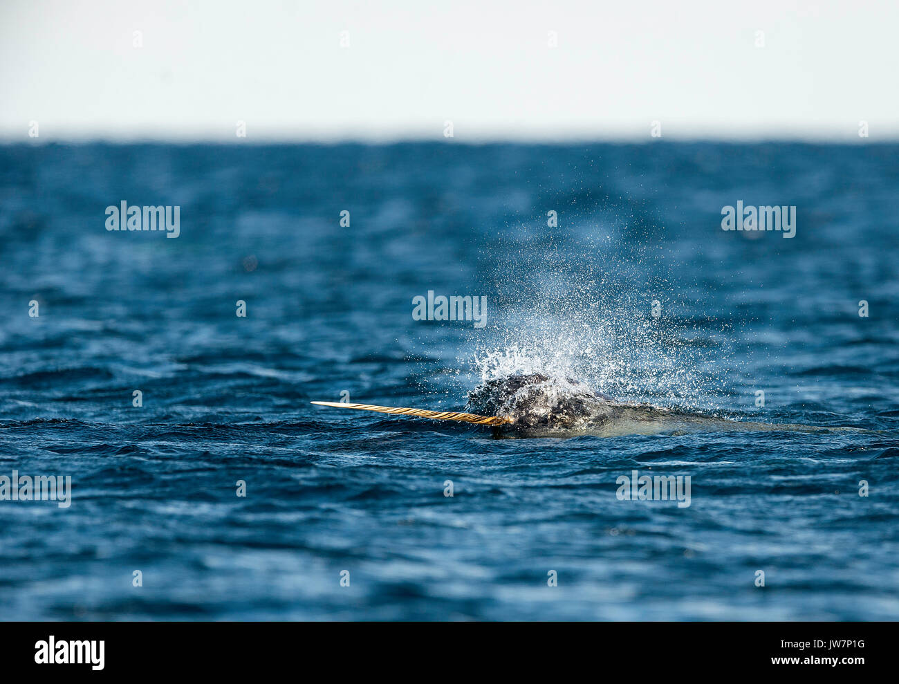 Narwhal hi-res stock photography and images - Alamy