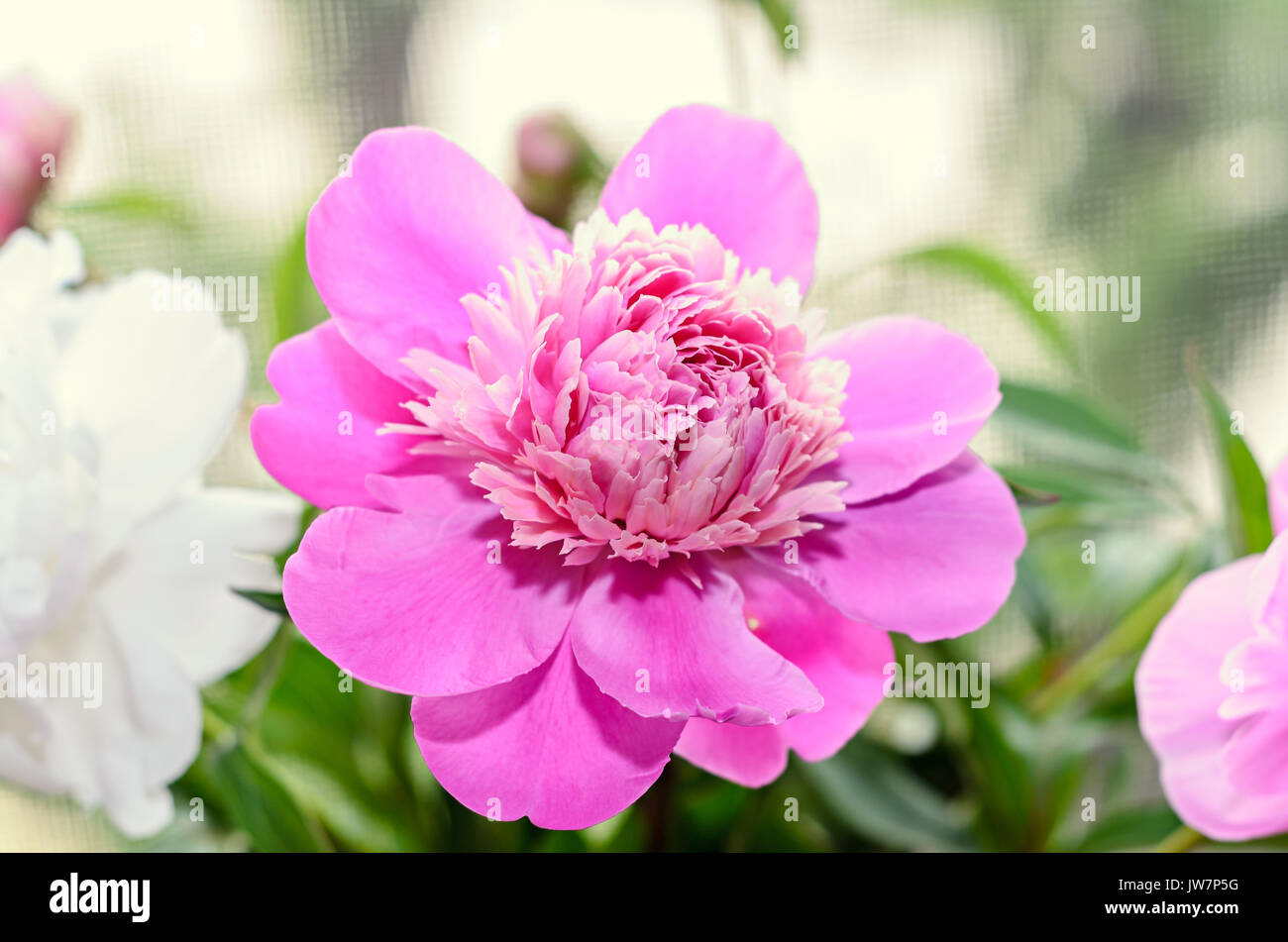Pink peony flower close up, bokeh blur background, genus Paeonia ...