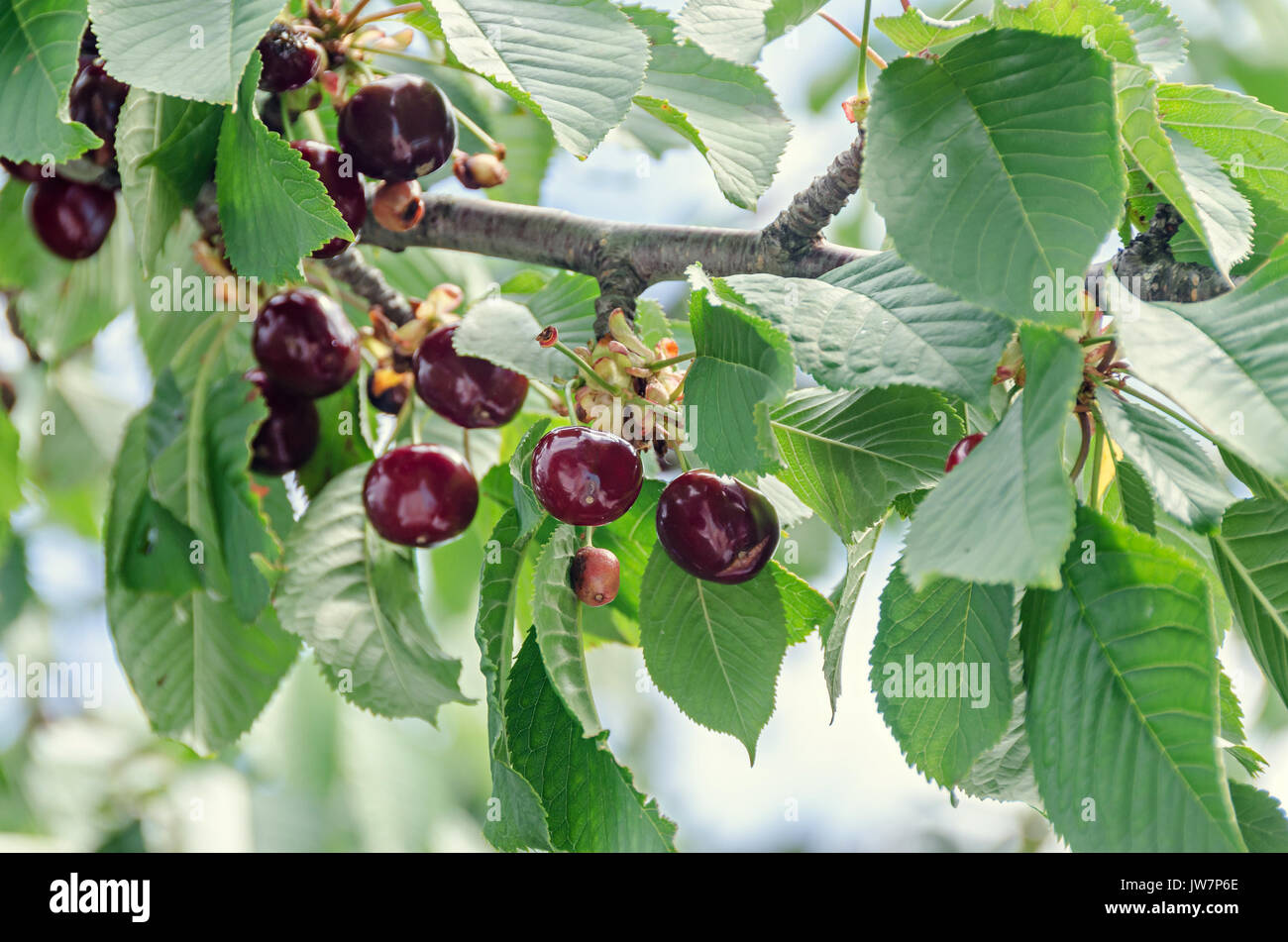 Dark red cherries fruits, tree cherry with green leaves and branches ...
