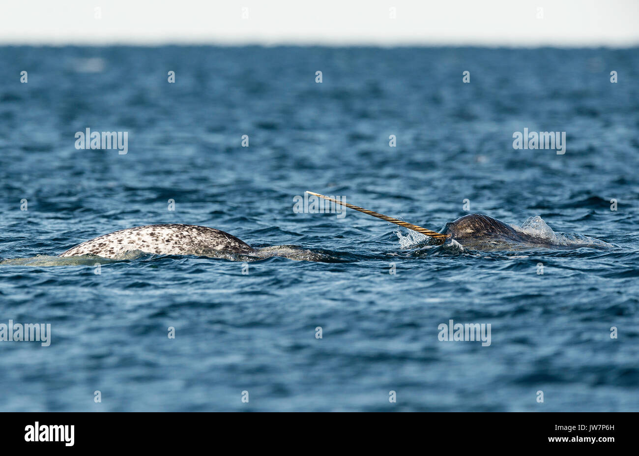 Narwhal hi-res stock photography and images - Alamy