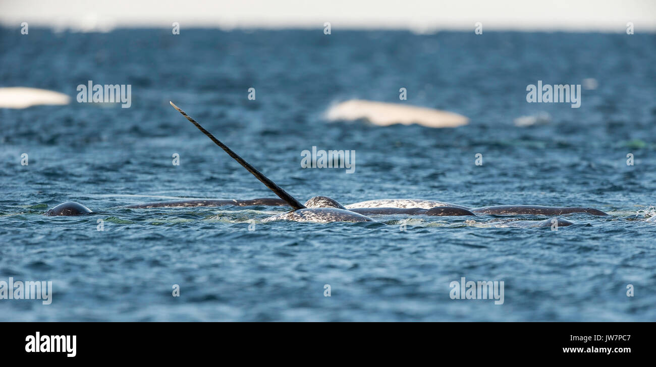Narwhal hi-res stock photography and images - Alamy