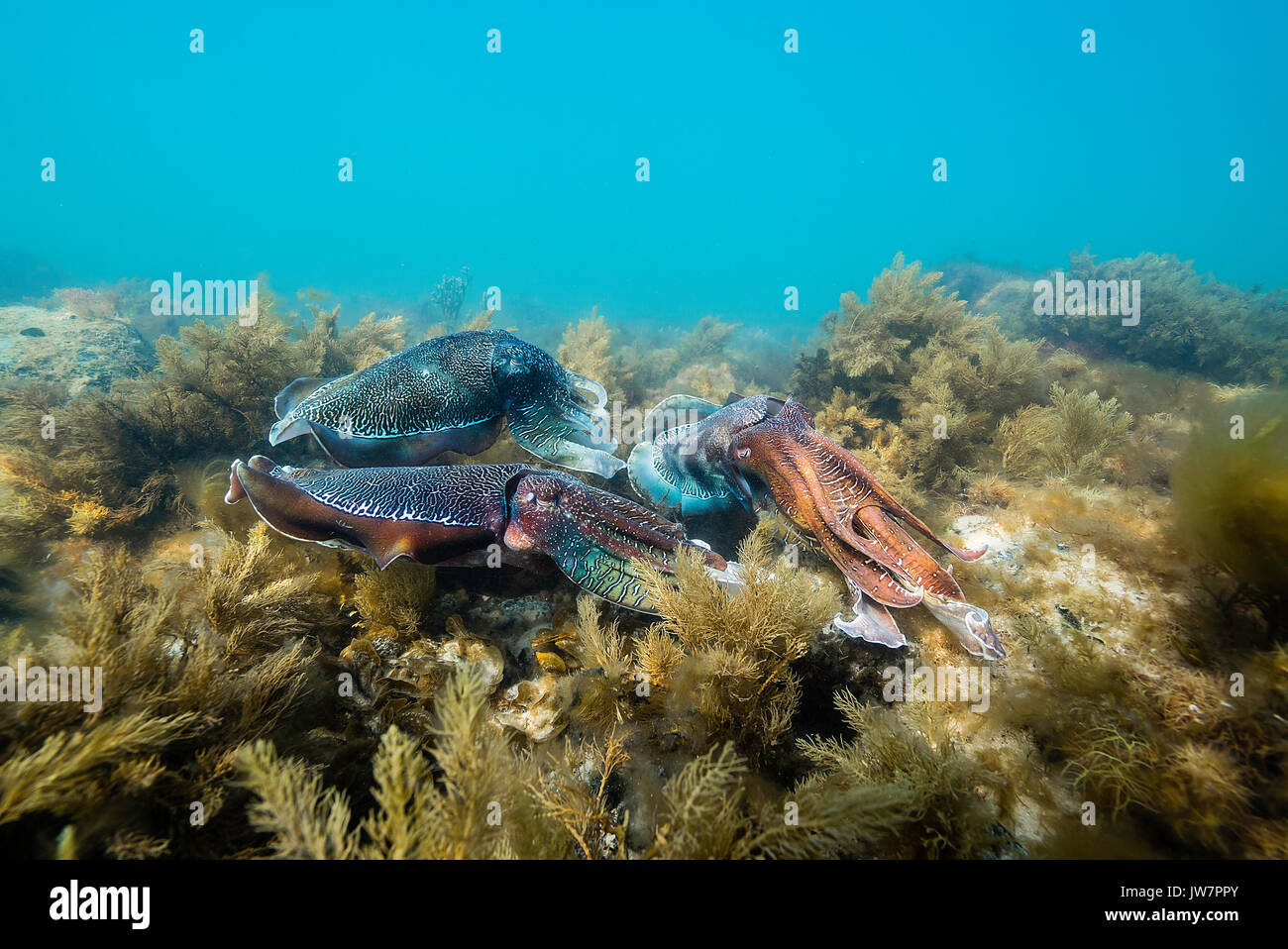 Male Australian giant cuttlefish guarding his female from other males ...