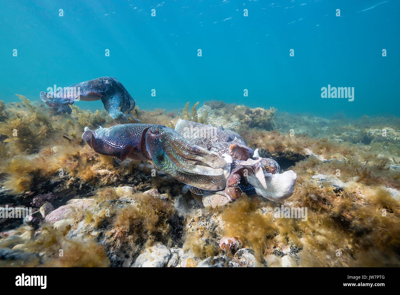 Male Australian giant cuttlefish guarding his female from other males ...