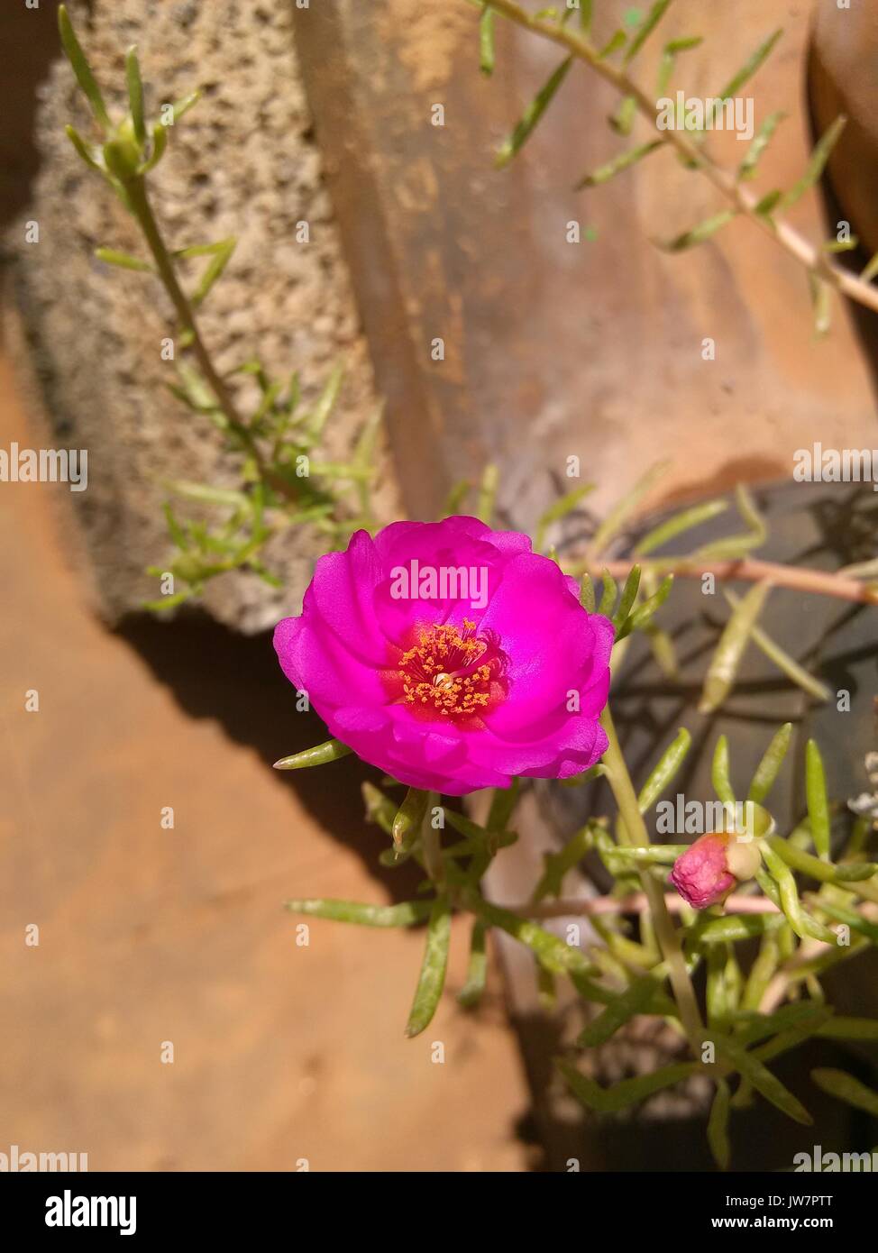 Table rose from India Stock Photo - Alamy